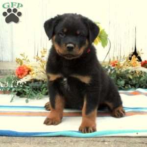 Rottweiler Puppies For Sale | Greenfield Puppies