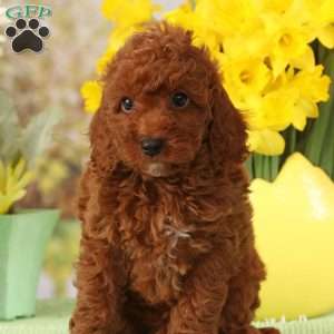 Ben Speicher-Dog Breeder