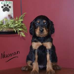 Irish Setter Mix Puppies for Sale | Greenfield Puppies