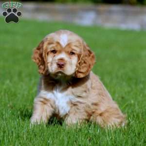 Cocker Spaniel Puppies For Sale | Greenfield Puppies