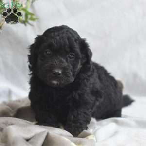 Raymond Lapp - Greenfield Puppies