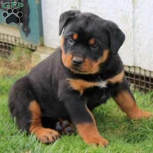 Rottweiler Puppies For Sale | Greenfield Puppies