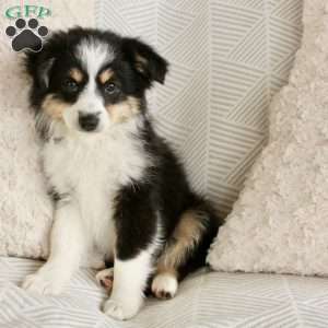 Linda Raber - Greenfield Puppies