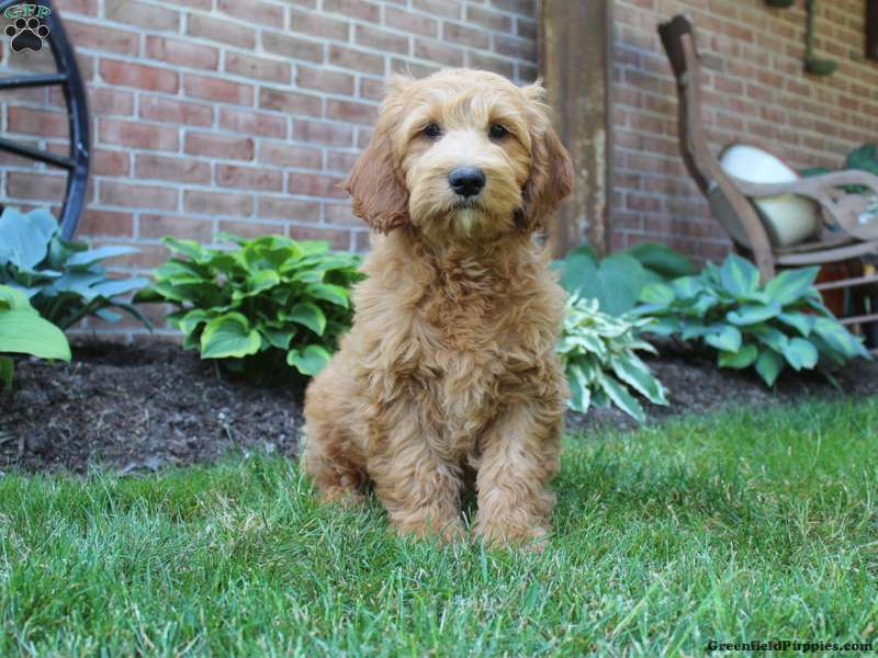 Grey Goldendoodle Puppy