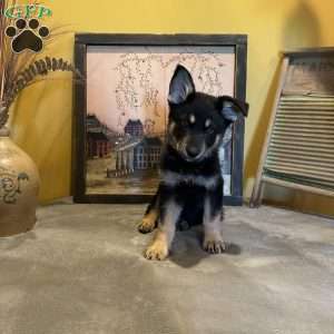 Larry Hare - Greenfield Puppies