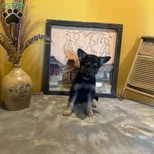 Larry Hare - Greenfield Puppies