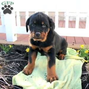 Rottweiler Puppies For Sale | Greenfield Puppies
