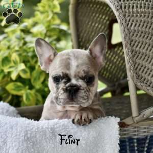 French Bulldog Puppies For Sale - Greenfield Puppies