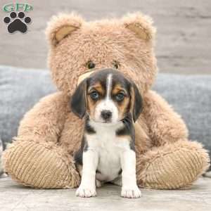 Beagle Puppies For Sale | Greenfield Puppies