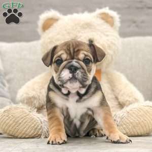 English Bulldog Puppies For Sale | Greenfield Puppies