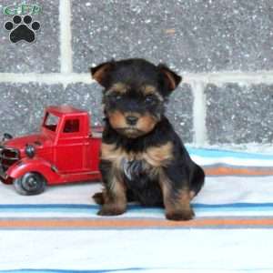 Yorkshire Terrier Puppies for Sale - Greenfield Puppies