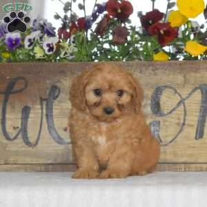 Cavapoo Puppies For Sale - Greenfield Puppies