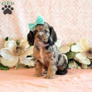 Cocker Spaniel Puppies For Sale | Greenfield Puppies
