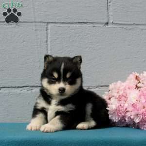 Pomsky Puppies For Sale - Greenfield Puppies