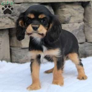 Cockalier Puppies For Sale | Greenfield Puppies