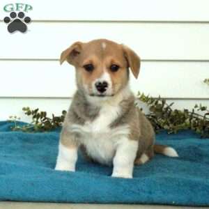 Welsh Corgi Mix Puppies For Sale | Greenfield Puppies