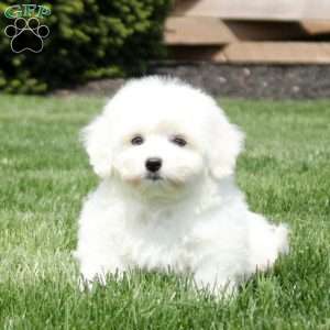 Bichon Frise Puppies For Sale - Greenfield Puppies