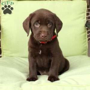 Chocolate Labrador Retriever Puppies For Sale - Greenfield Puppies