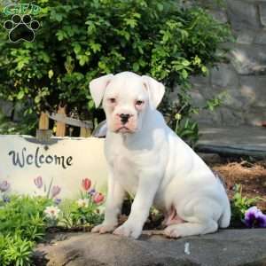Boxer Puppies For Sale - Greenfield Puppies