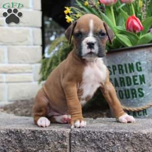 Boxer Puppies For Sale - Greenfield Puppies