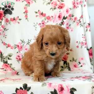Cockapoo Puppies for Sale - Greenfield Puppies