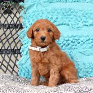 Christopher Lapp - Greenfield Puppies