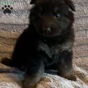 Larry Hare - Greenfield Puppies