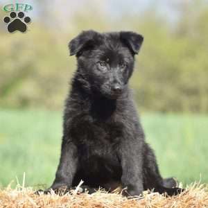 Aaron Glick - Greenfield Puppies