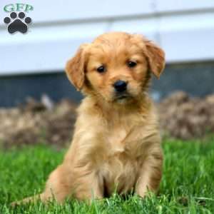 Daniel Zook - Greenfield Puppies