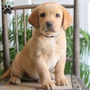 Yellow Labrador Retriever Puppies For Sale | Greenfield Puppies