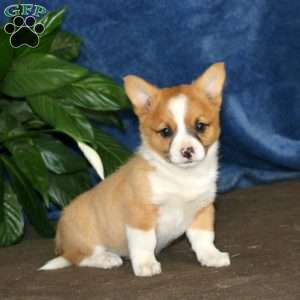 Welsh Corgi Mix Puppies For Sale | Greenfield Puppies