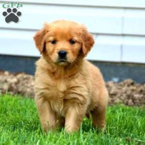 Daniel Zook - Greenfield Puppies