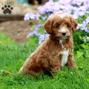 Cockapoo Puppies for Sale - Greenfield Puppies