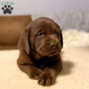 Chocolate Labrador Retriever Puppies For Sale - Greenfield Puppies