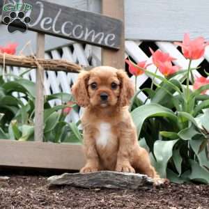 Jonas Stoltzfus - Greenfield Puppies