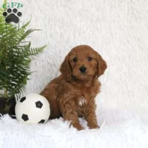 Rebecca Beiler - Greenfield Puppies