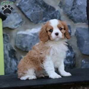 Sam and Rachael Stoltzfus Dog Breeder