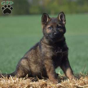 Aaron Glick - Greenfield Puppies