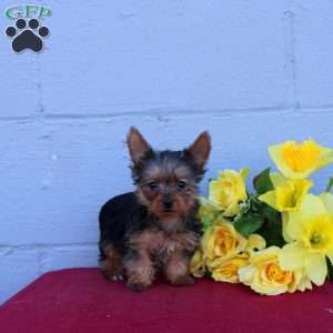 Yorkshire Terrier Puppies for Sale - Greenfield Puppies