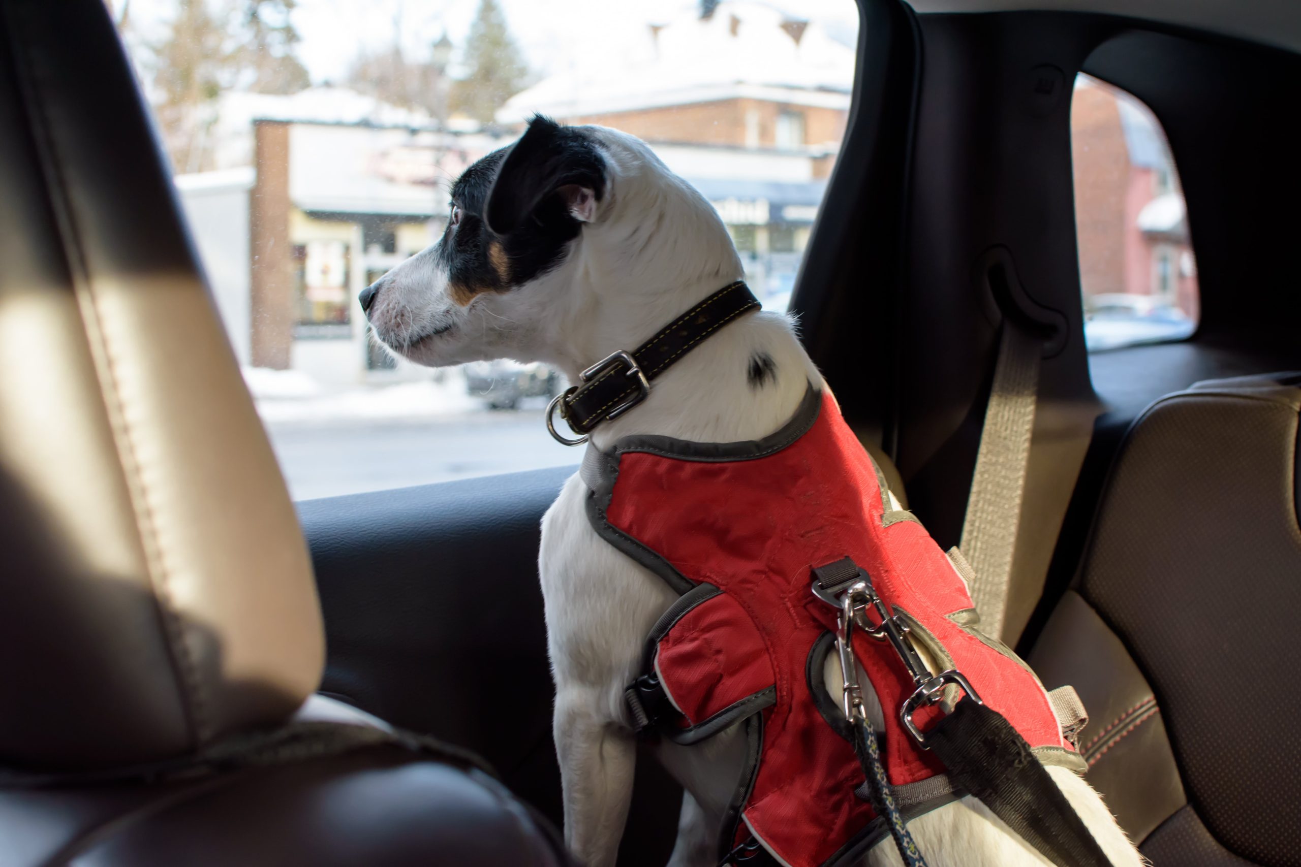 6 Essential Car Safety Tips For Dogs - Greenfield Puppies