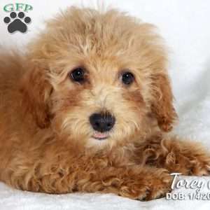 Richard & Lisa Zimmerman - Greenfield Puppies