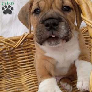 Beabull Puppies For Sale | Greenfield Puppies
