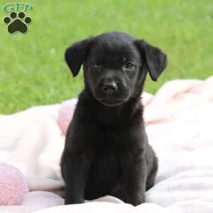 Elizabeth Beiler - Greenfield Puppies