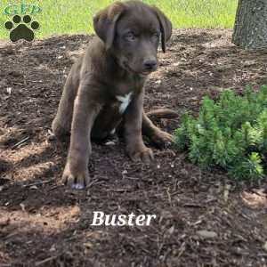 Labrador Mix Puppies For Sale | Greenfield Puppies