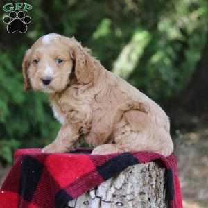 Puppies for Sale Under $500 - Price Under $500 | Greenfield Puppies