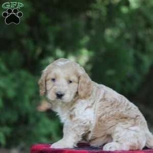 Puppies for Sale Under $500 - Price Under $500 | Greenfield Puppies