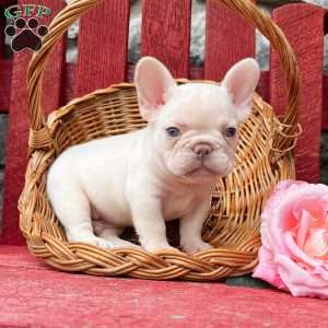 Bryan Yoder - Greenfield Puppies