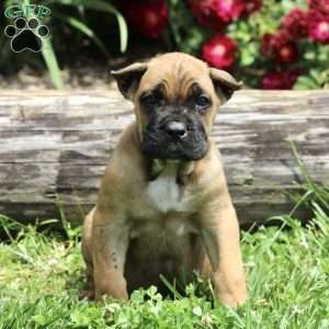 Cane Corso Puppies For Sale | Greenfield Puppies