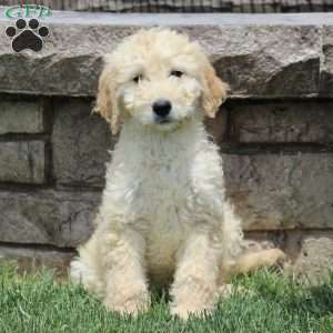 Ben & Rebecca Smucker - Greenfield Puppies