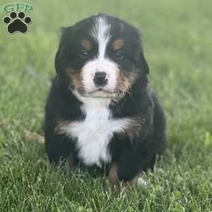 Eli & Lori Yoder - Greenfield Puppies